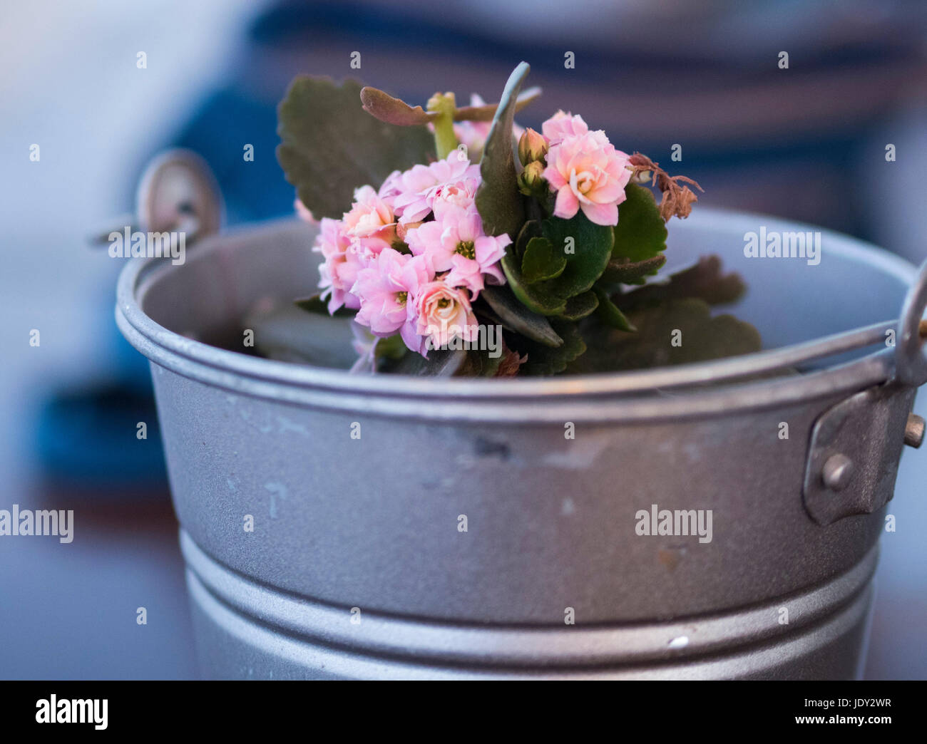 Pretty Pink Flowers in a Pail Stock Photo - Alamy
