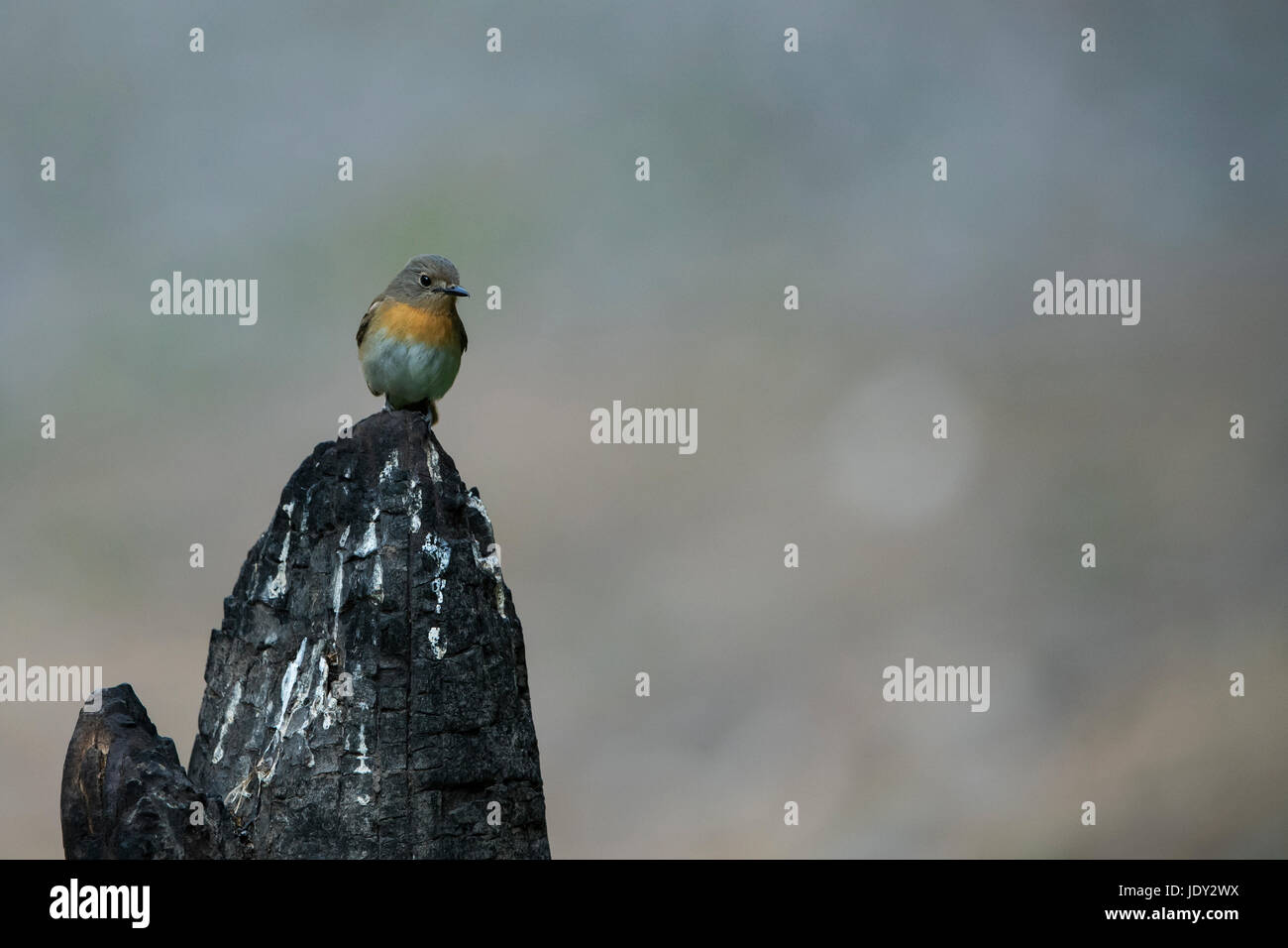 The image of Blue-throated blue flycatcher (Cyornis rubeculoides ...
