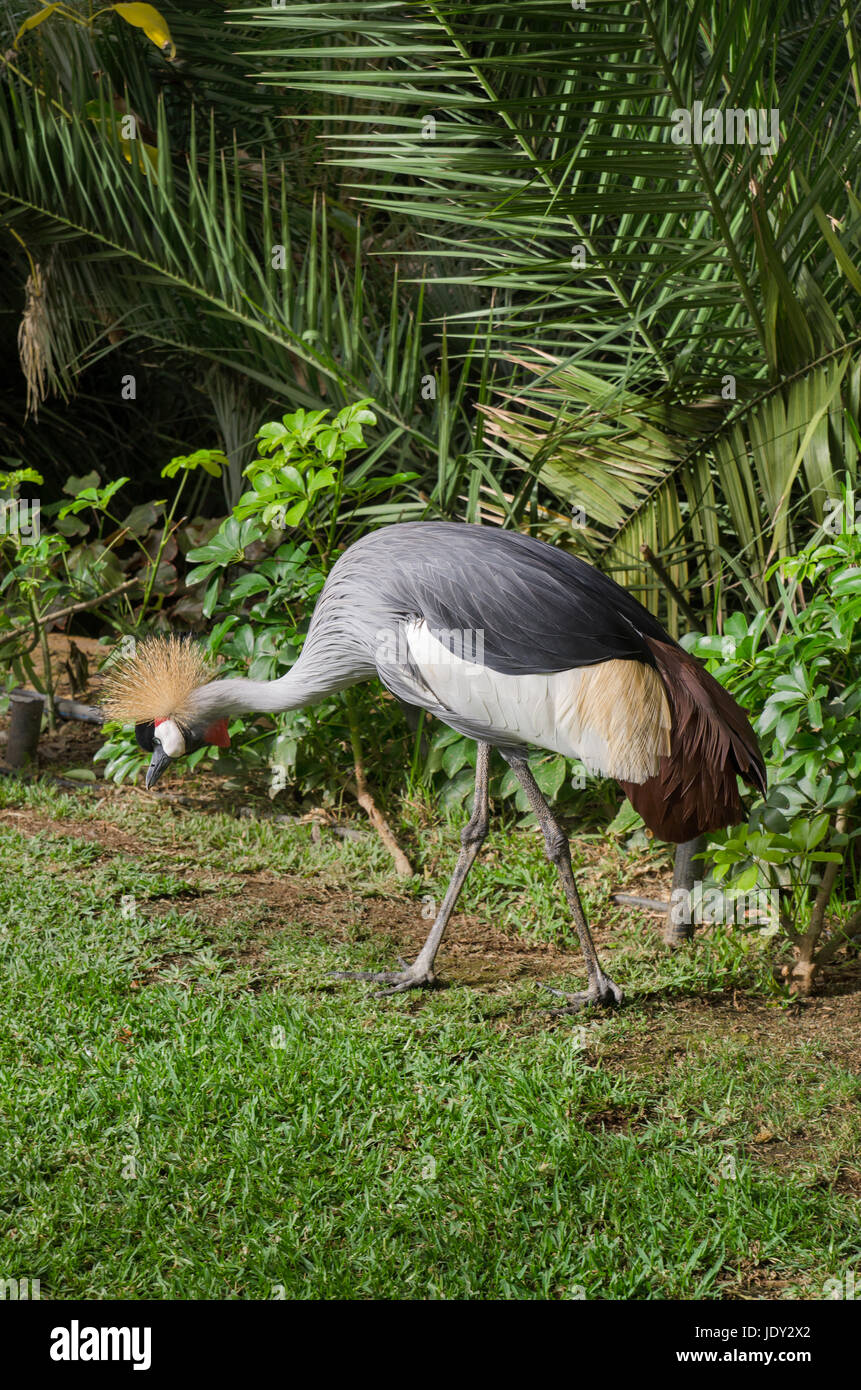 Crowned crane exotic bird Stock Photo - Alamy