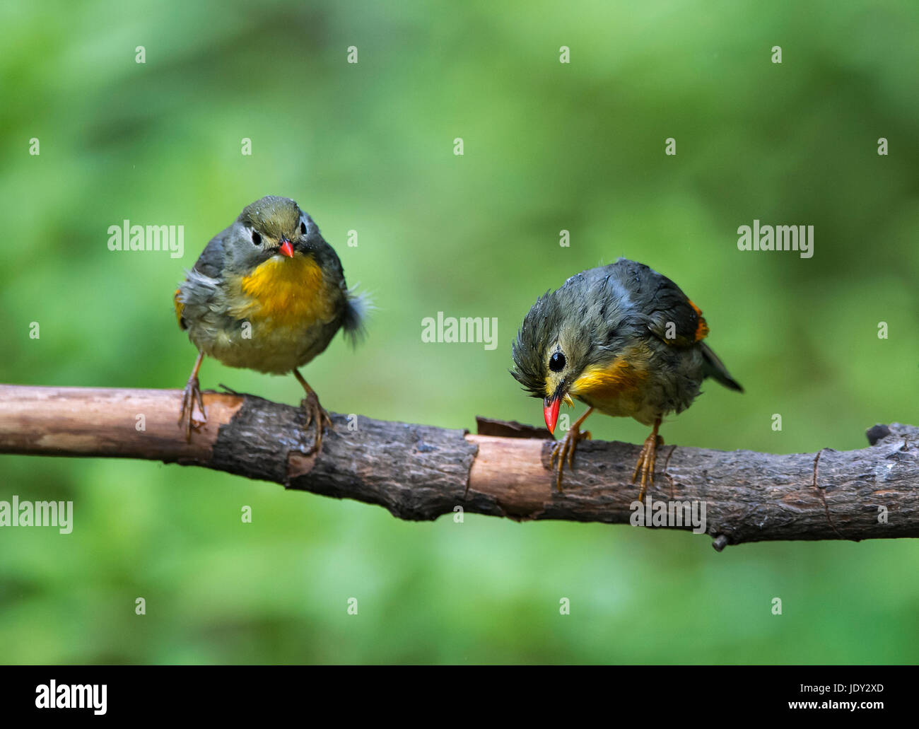 The image of Red billed leiothrix (Leiothrix lutea ) in Sattal ...
