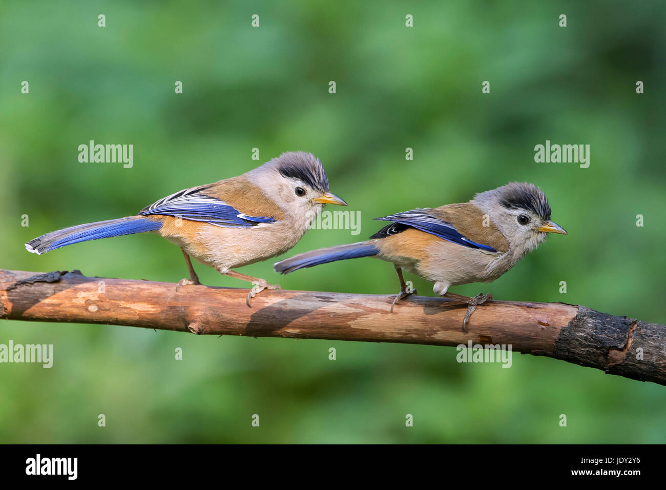 The image of Blue winged Minla ( Siva cyanouroptera) in Satal ...