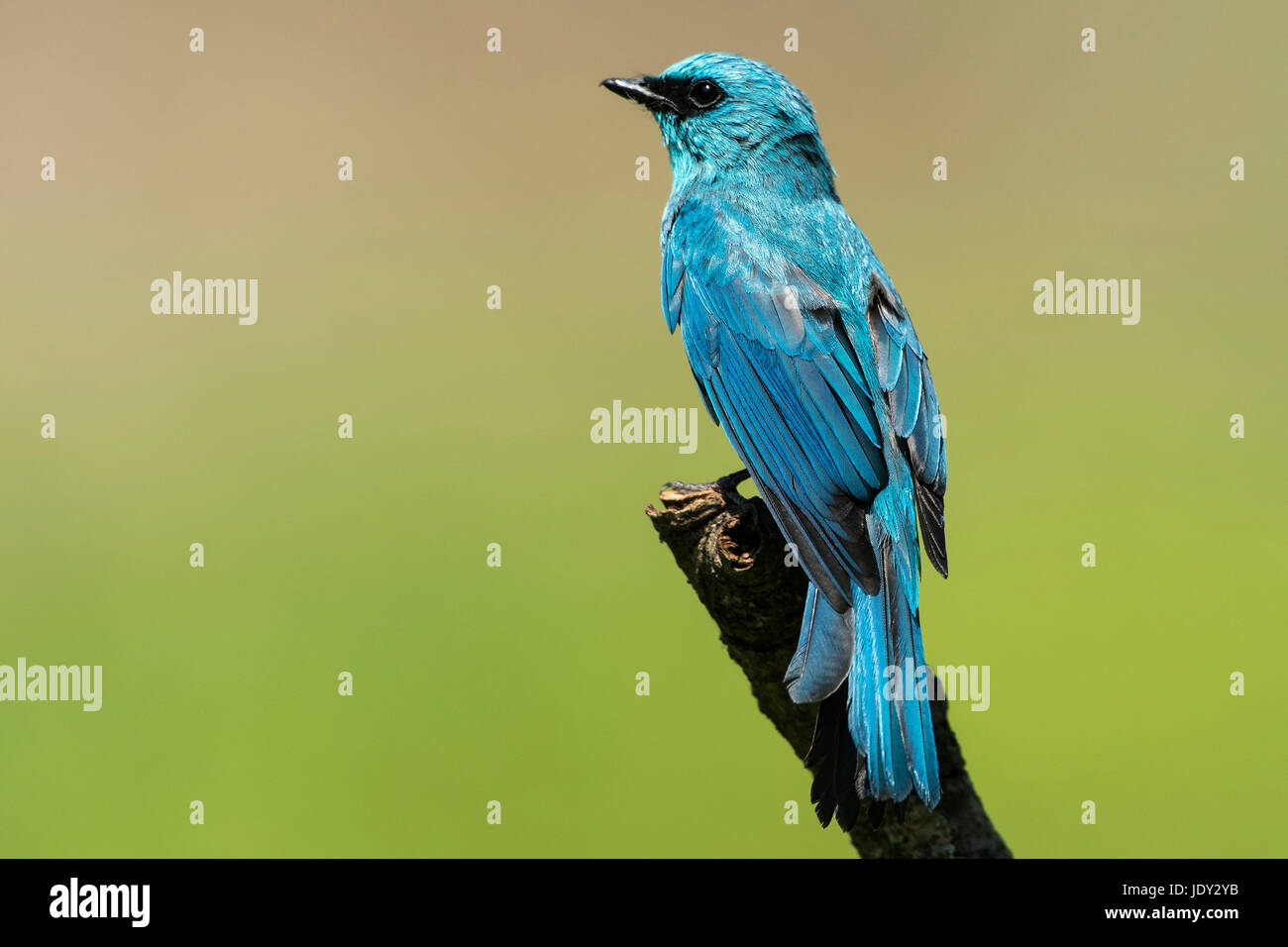 Indian verditer flycatcher hi-res stock photography and images - Alamy