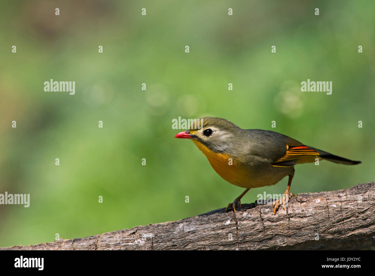 The image of Red billed leiothrix (Leiothrix lutea ) in Sattal ...