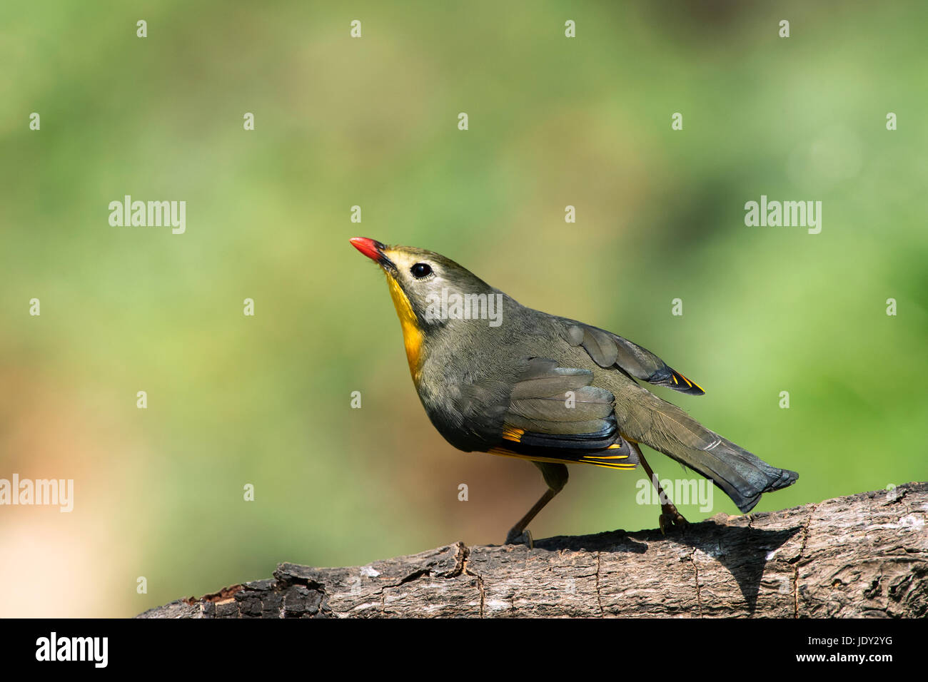 The image of Red billed leiothrix (Leiothrix lutea ) in Sattal ...
