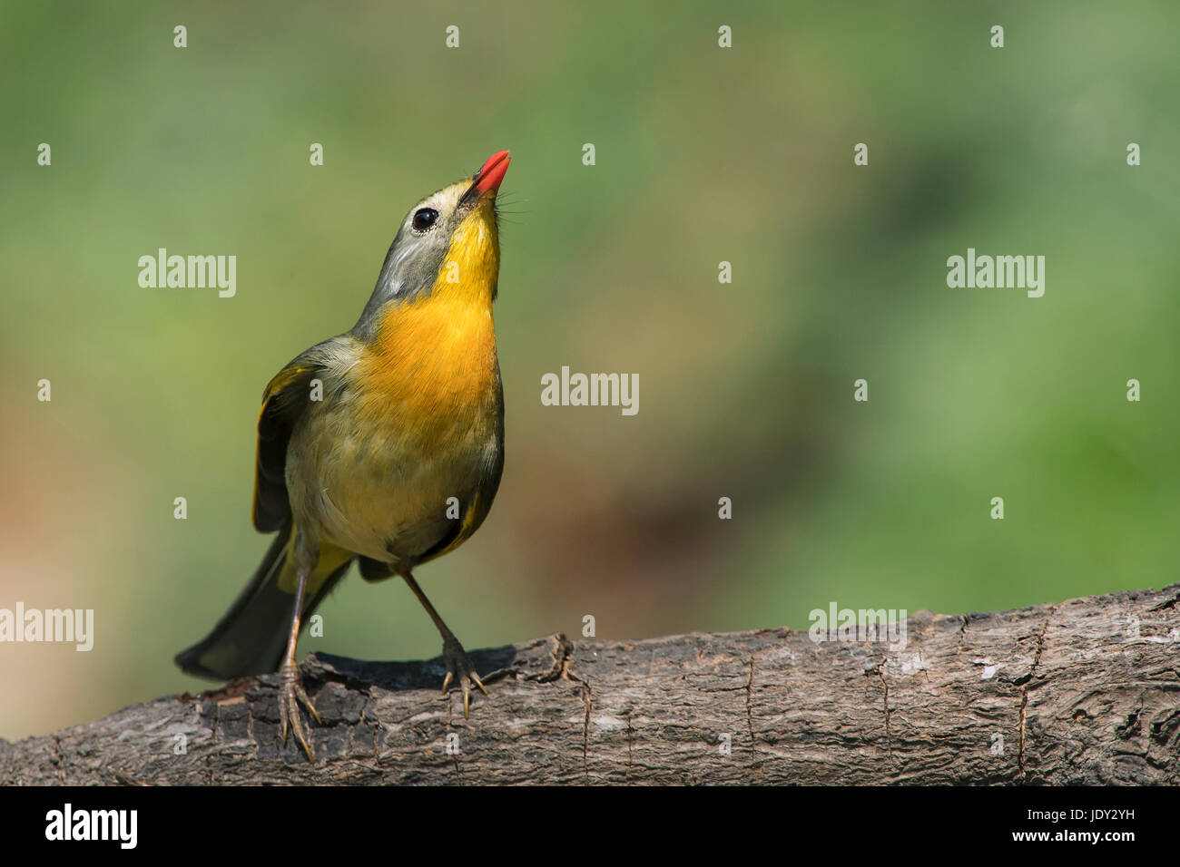 The image of Red billed leiothrix (Leiothrix lutea ) in Sattal ...