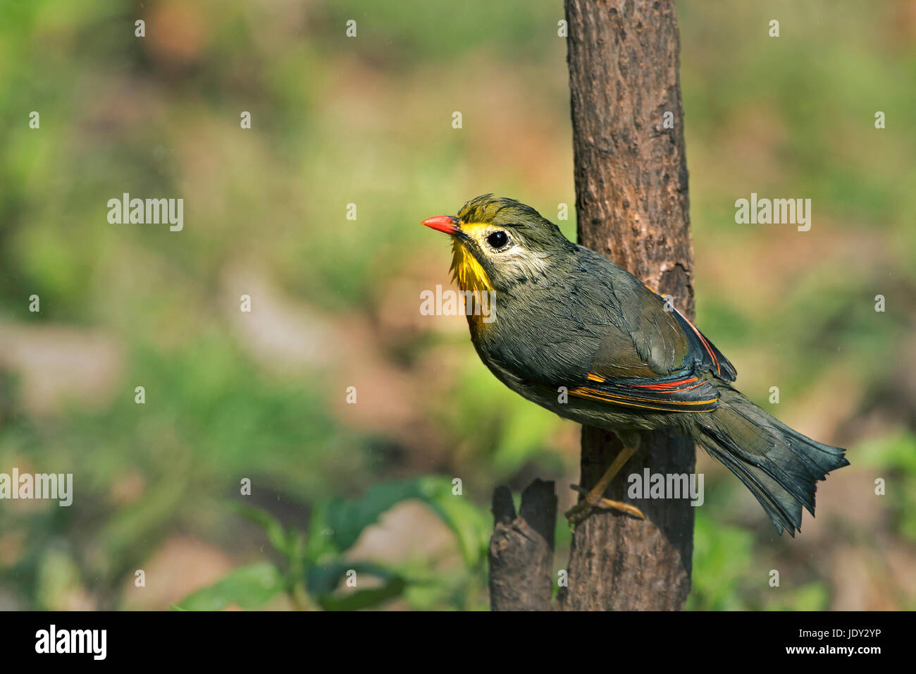 The image of Red billed leiothrix (Leiothrix lutea ) in Sattal ...