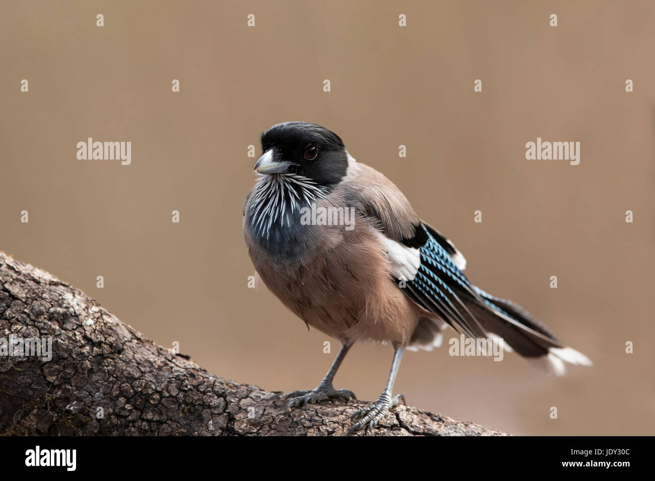 Black headed blue jay hi-res stock photography and images - Alamy