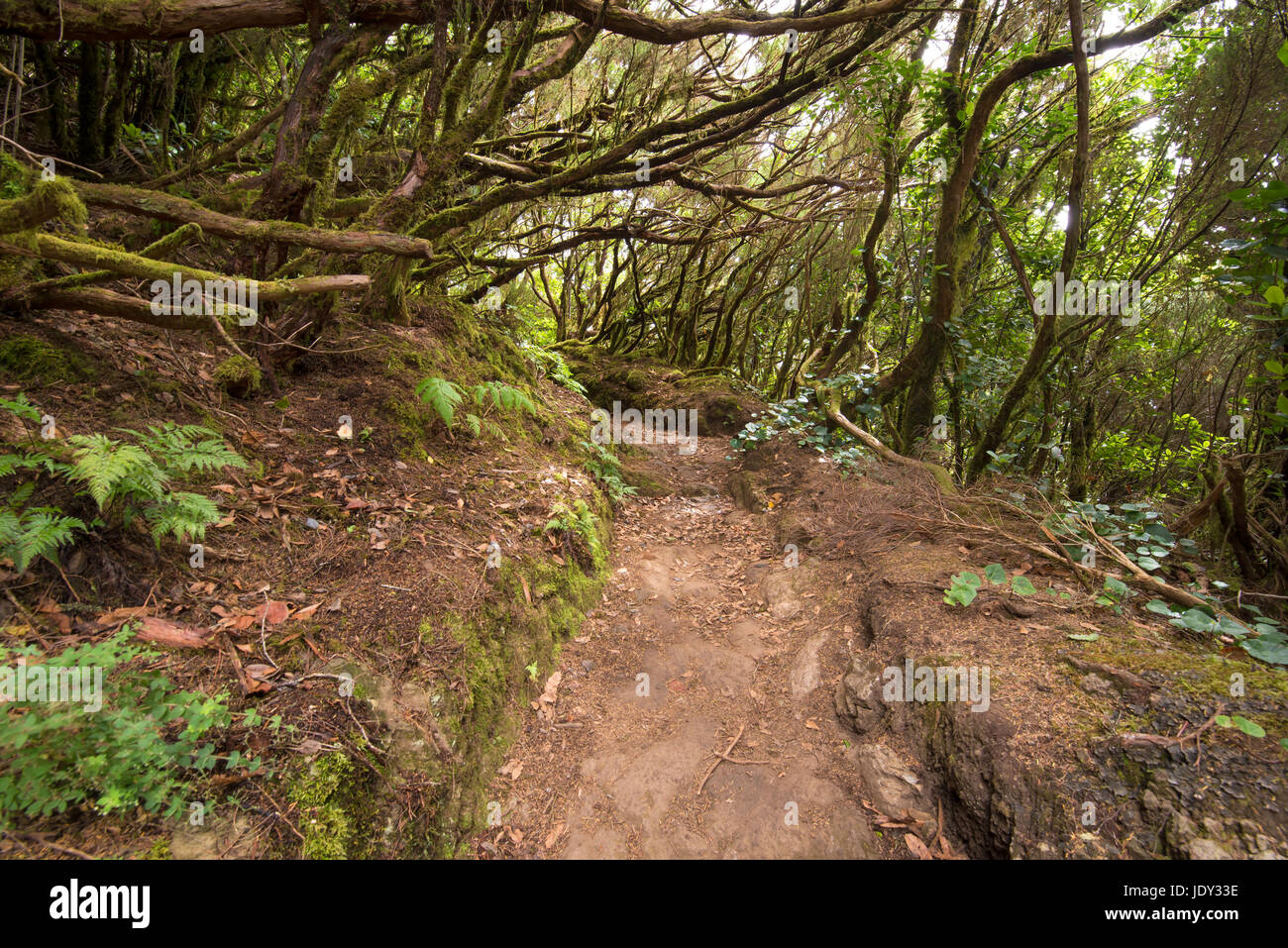Anaga tropical forest in tenerife, Canary islands, Spain Stock Photo ...