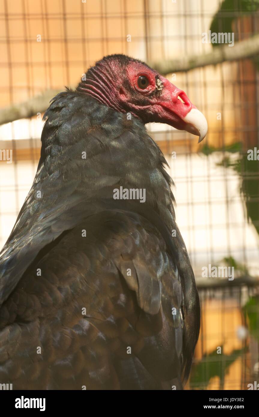 Urubu hi-res stock photography and images - Alamy