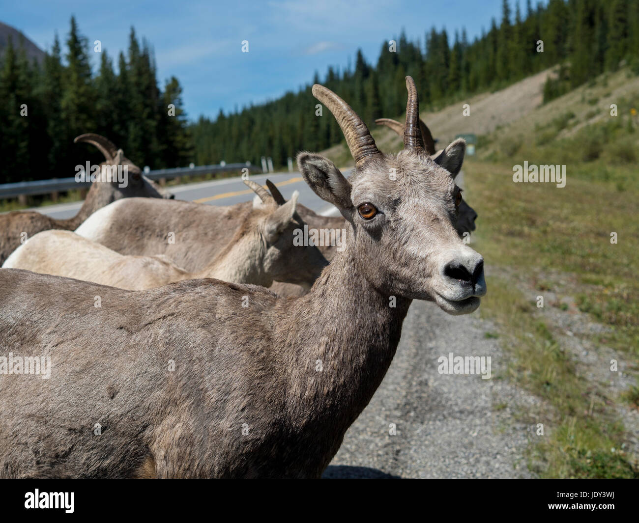 Canadian goats hi-res stock photography and images - Alamy