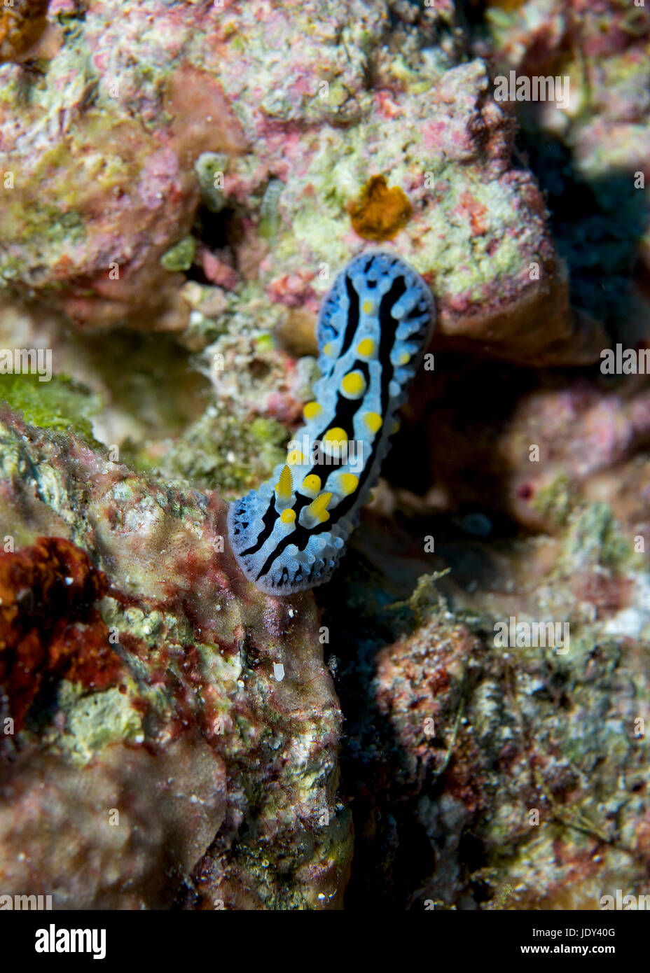 Nudibranch in Aldabra, remote Unesco World Heritage Site in Indian ...