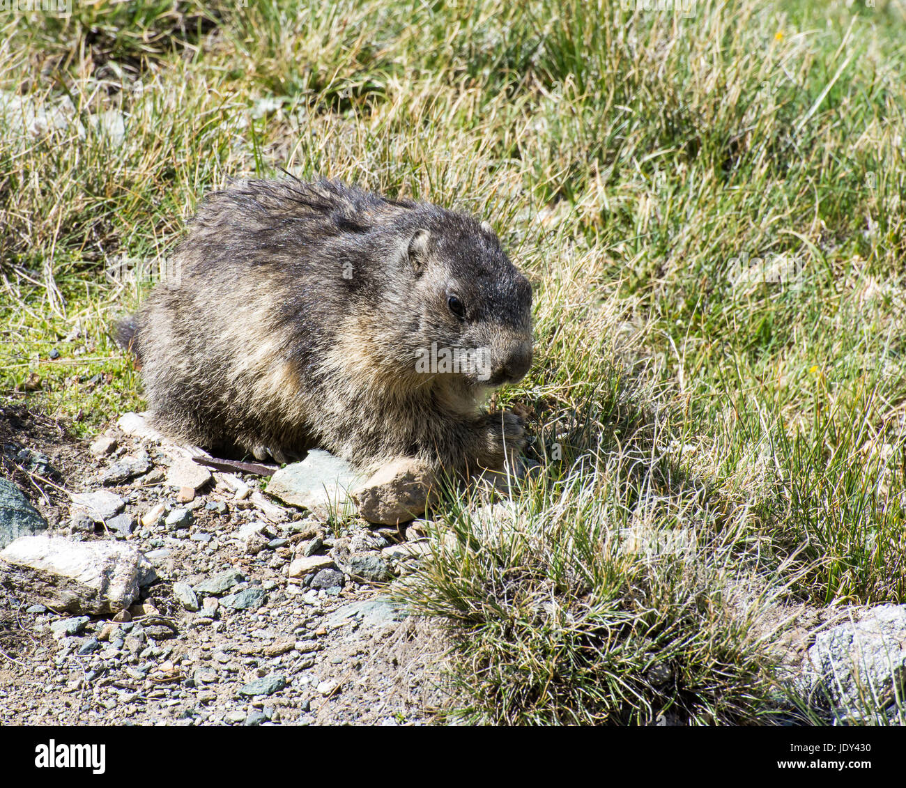 Closeup of a marmot in the grass Stock Photo - Alamy