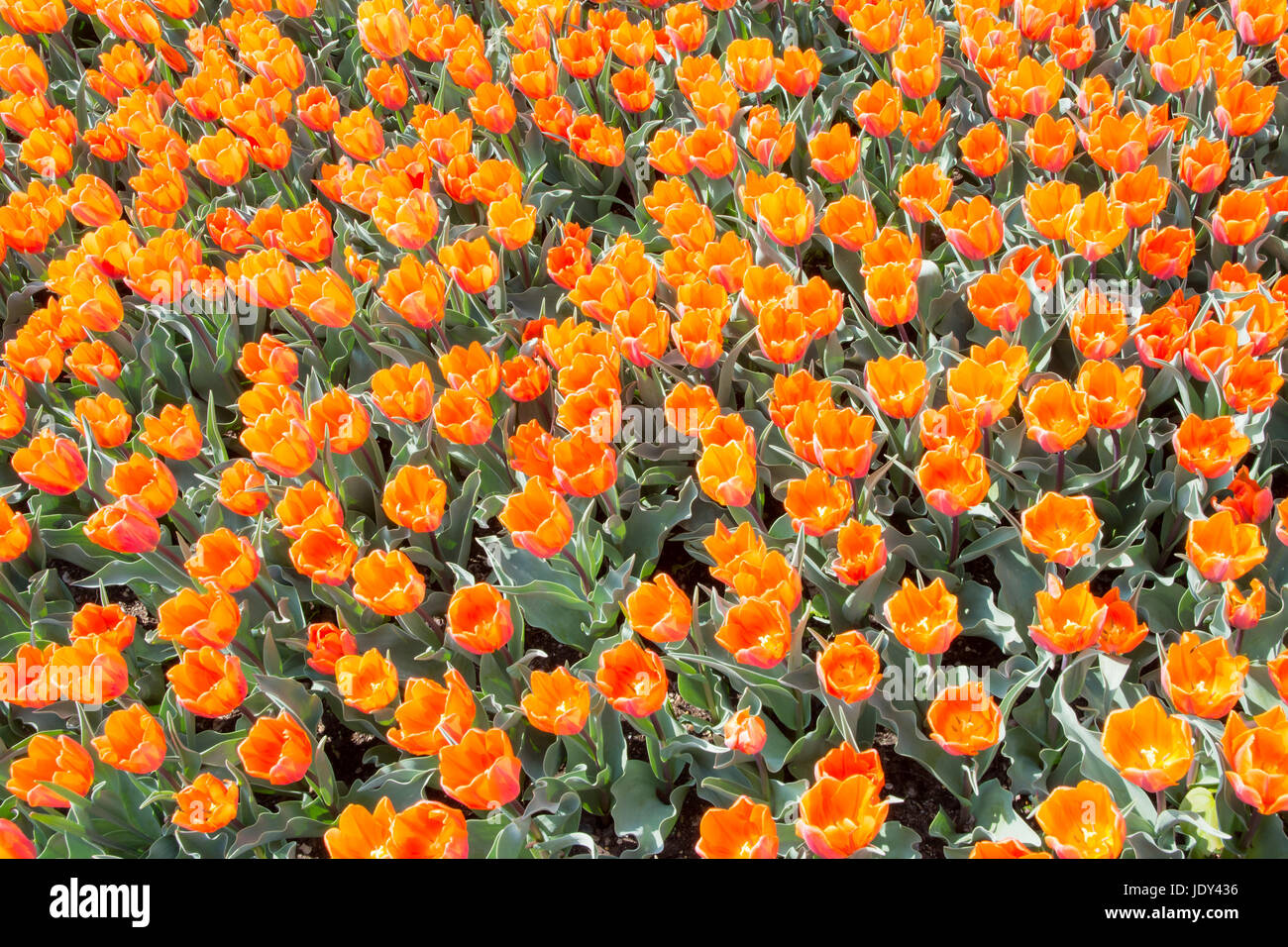 Garden full of orange blooming tulip flowers Stock Photo - Alamy