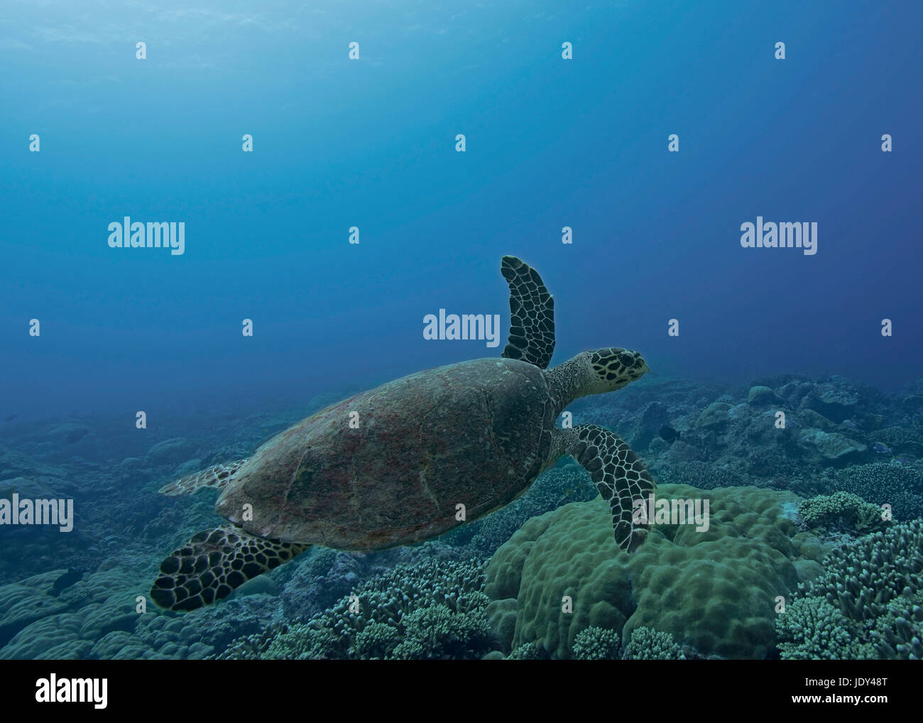 Hawksbill sea turtle seychelles hi-res stock photography and images - Alamy