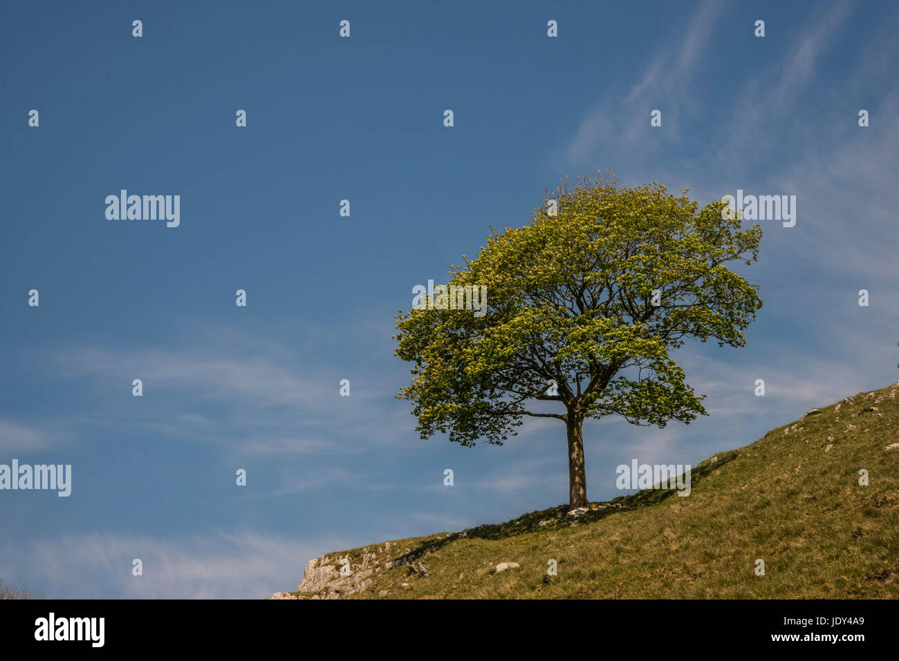 Flowering Hawthorn tree in Springtime with editorial dead space Stock ...
