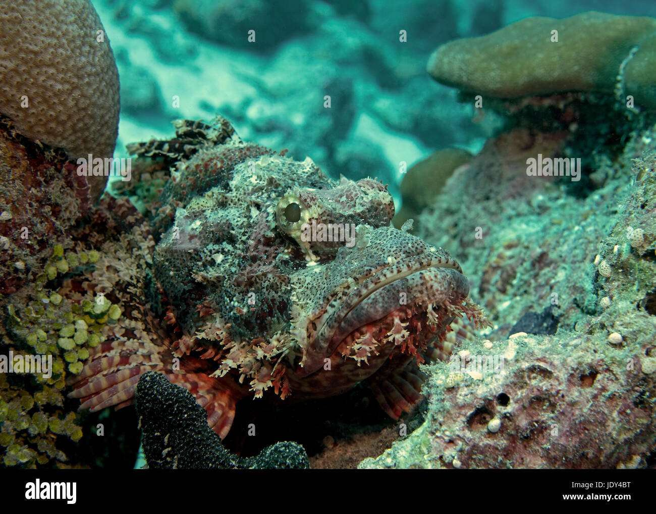 Stone Fish in Aldabra, remote Unesco World Heritage Site in Indian ...