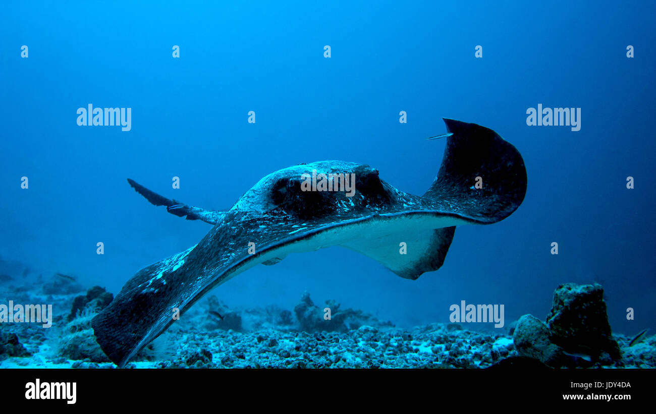 Scuba dive the seychelles hi-res stock photography and images - Alamy