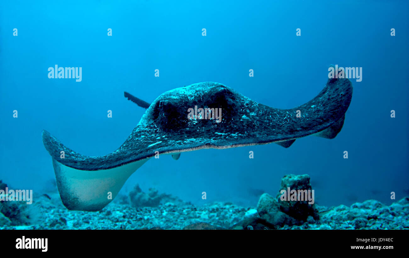 Stingray attacking in Aldabra, remote Unesco World Heritage Site in ...