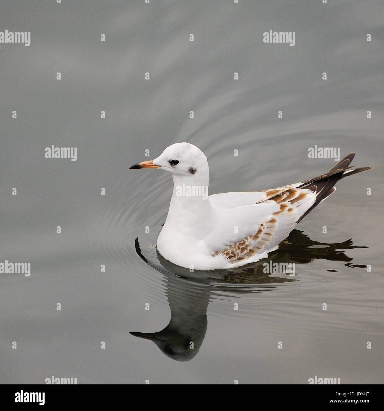 seagull floats on water and is reflected Stock Photo - Alamy
