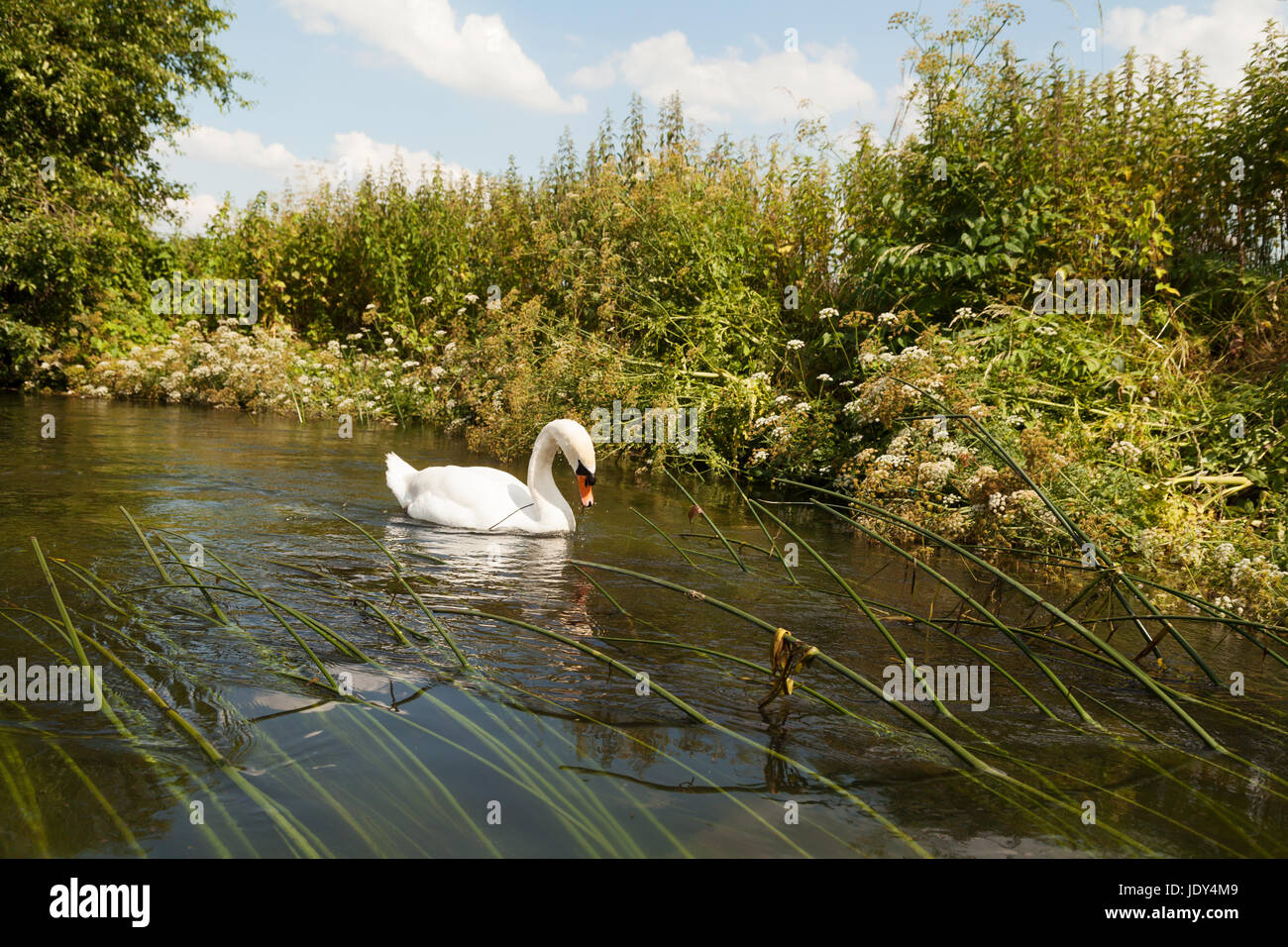 Thames wildlife hi-res stock photography and images - Alamy