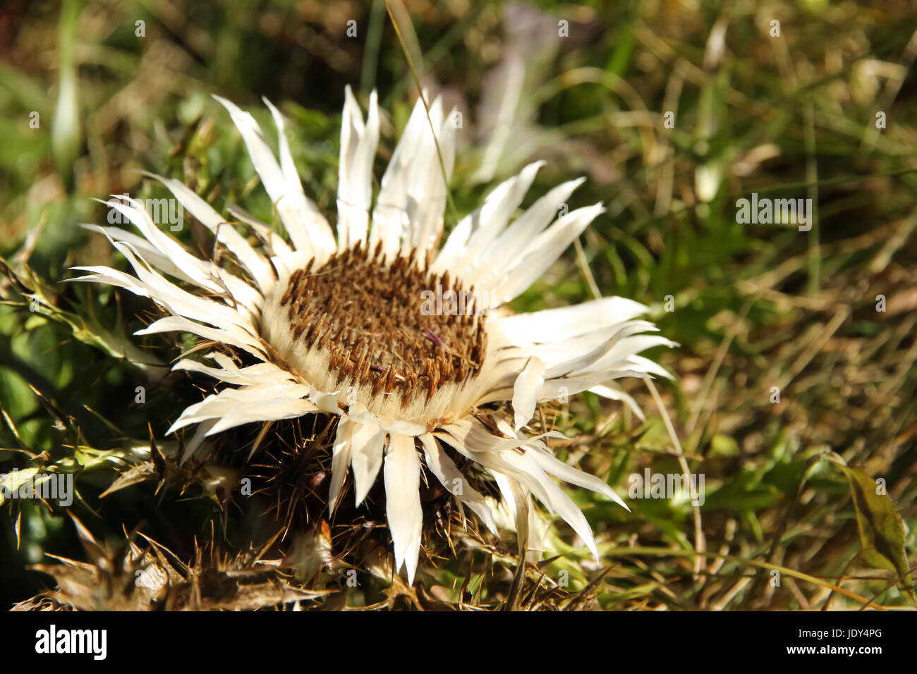 Silberdistel hi-res stock photography and images - Alamy