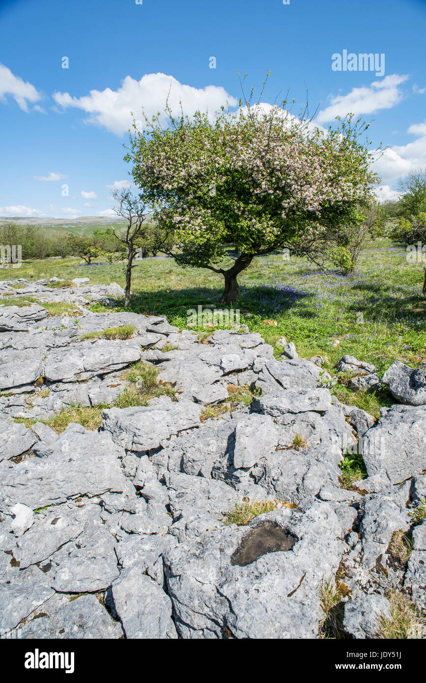 Crab-Apple Tree in flower during Springtime Stock Photo - Alamy