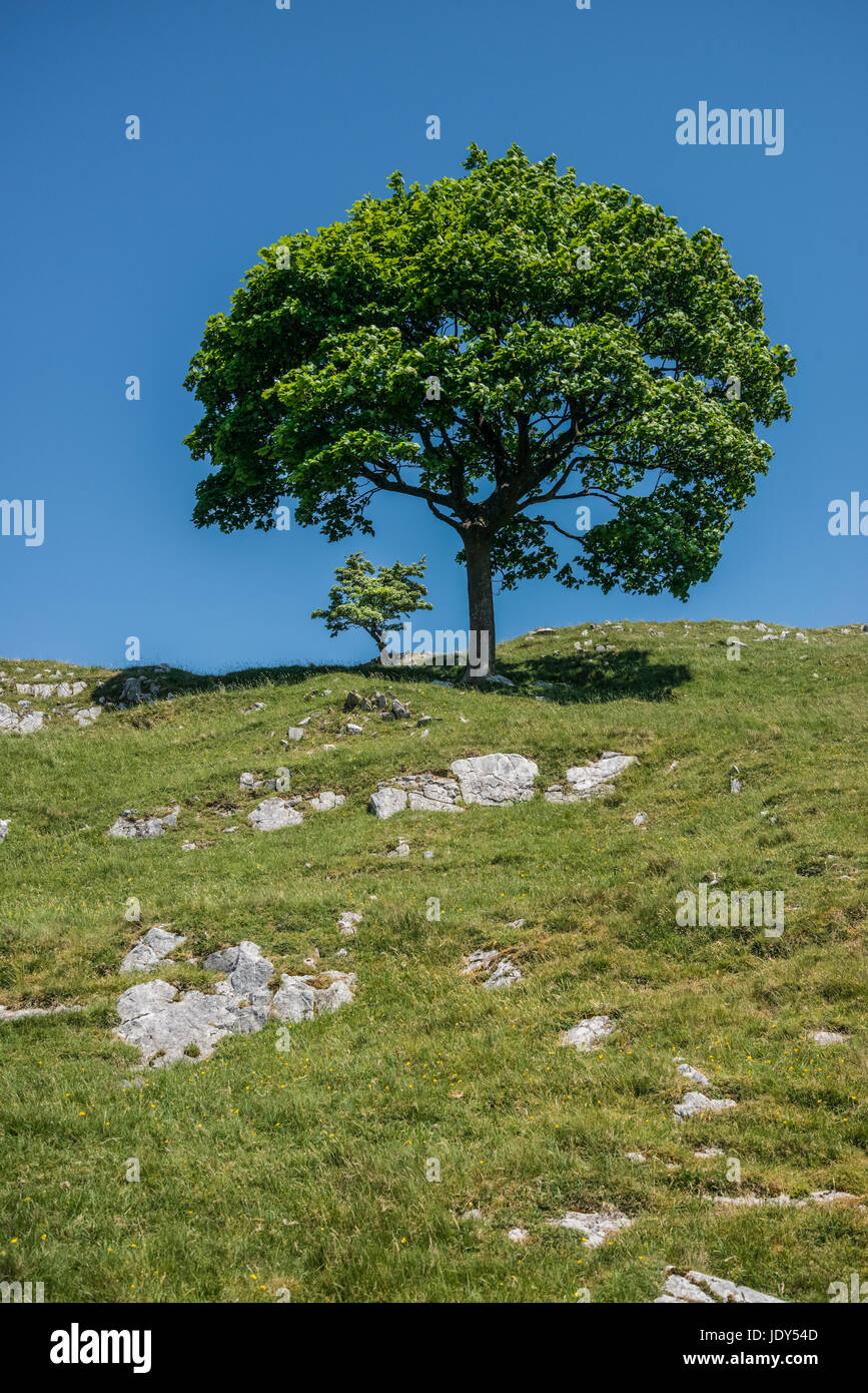Trees in Springtime Stock Photo - Alamy