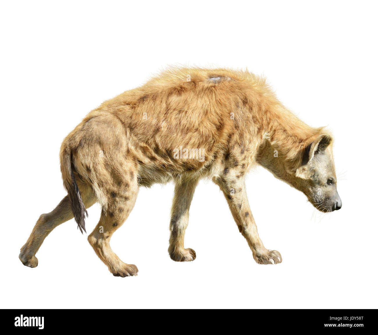 Spotted Hyena Isolated On White Background Stock Photo - Alamy