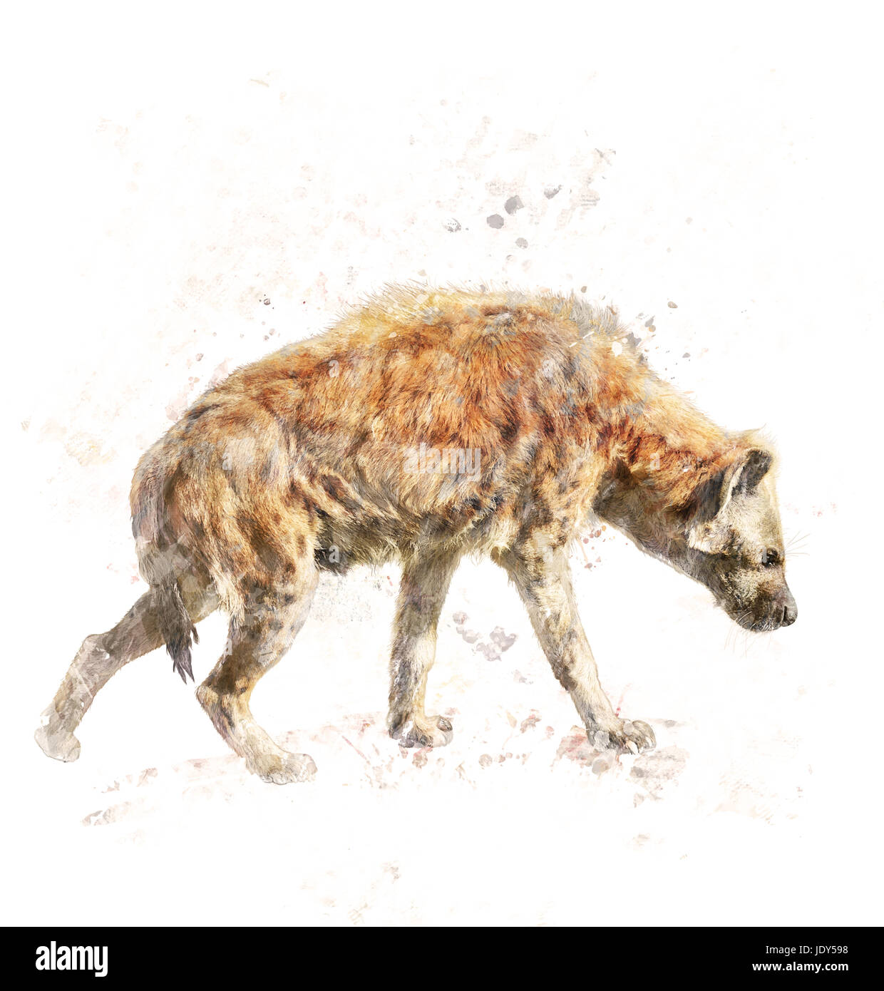 Watercolor Digital Painting Of Spotted Hyena Stock Photo - Alamy