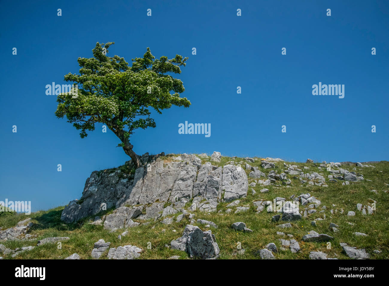 Flowering Hawthorn Trees in Springtime with editorial dead-space Stock ...