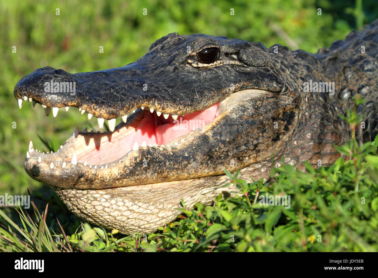 American Alligator (alligator mississippiensis) basking in the sun in ...