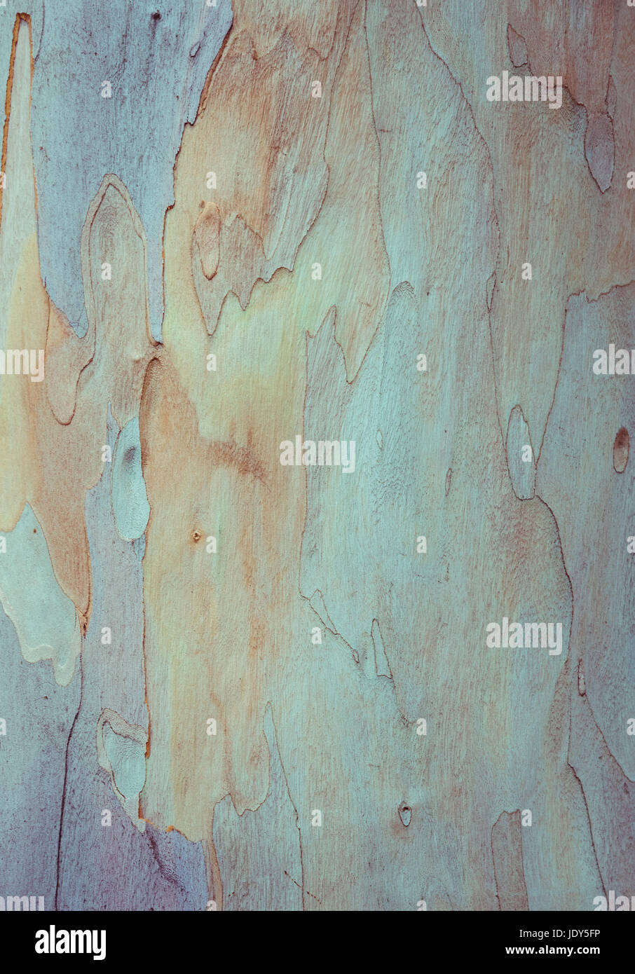 Eucalyptus tree bark texture Stock Photo - Alamy