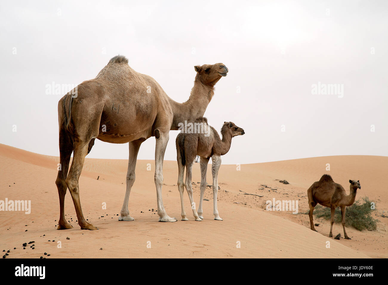 Camel milk africa hi-res stock photography and images - Alamy