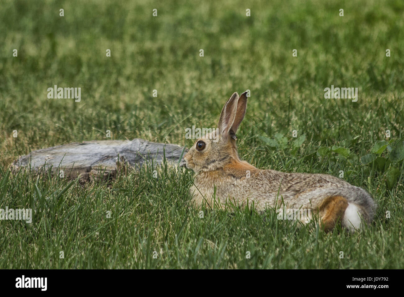 Cottontail rabbit hop hi-res stock photography and images - Alamy