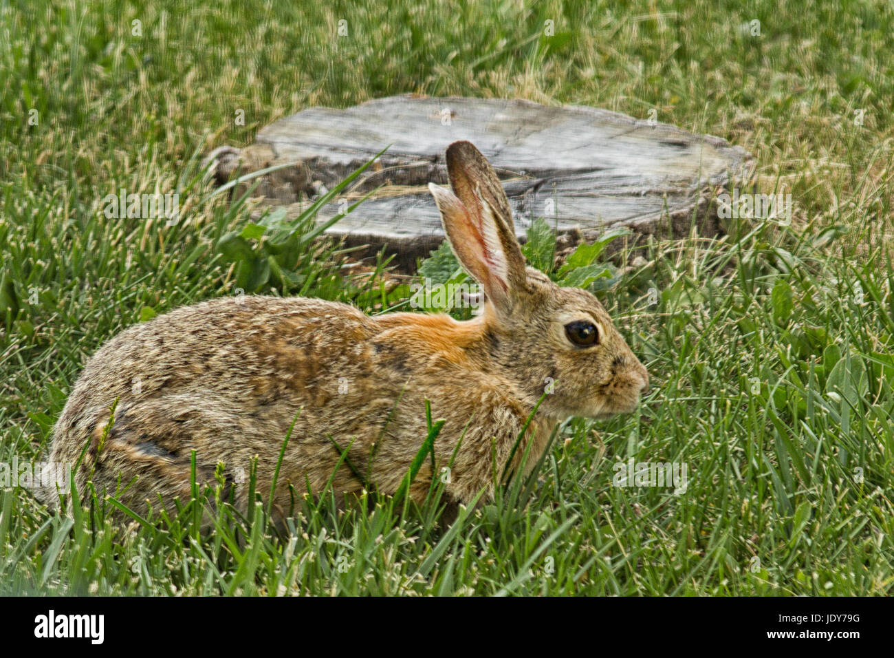 Cottontail jump hi-res stock photography and images - Alamy