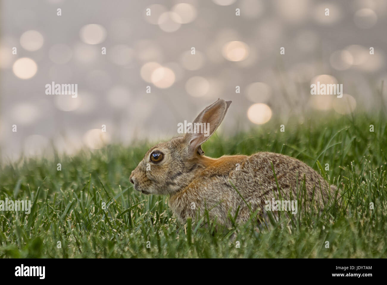 rabbit on the grass Stock Photo - Alamy