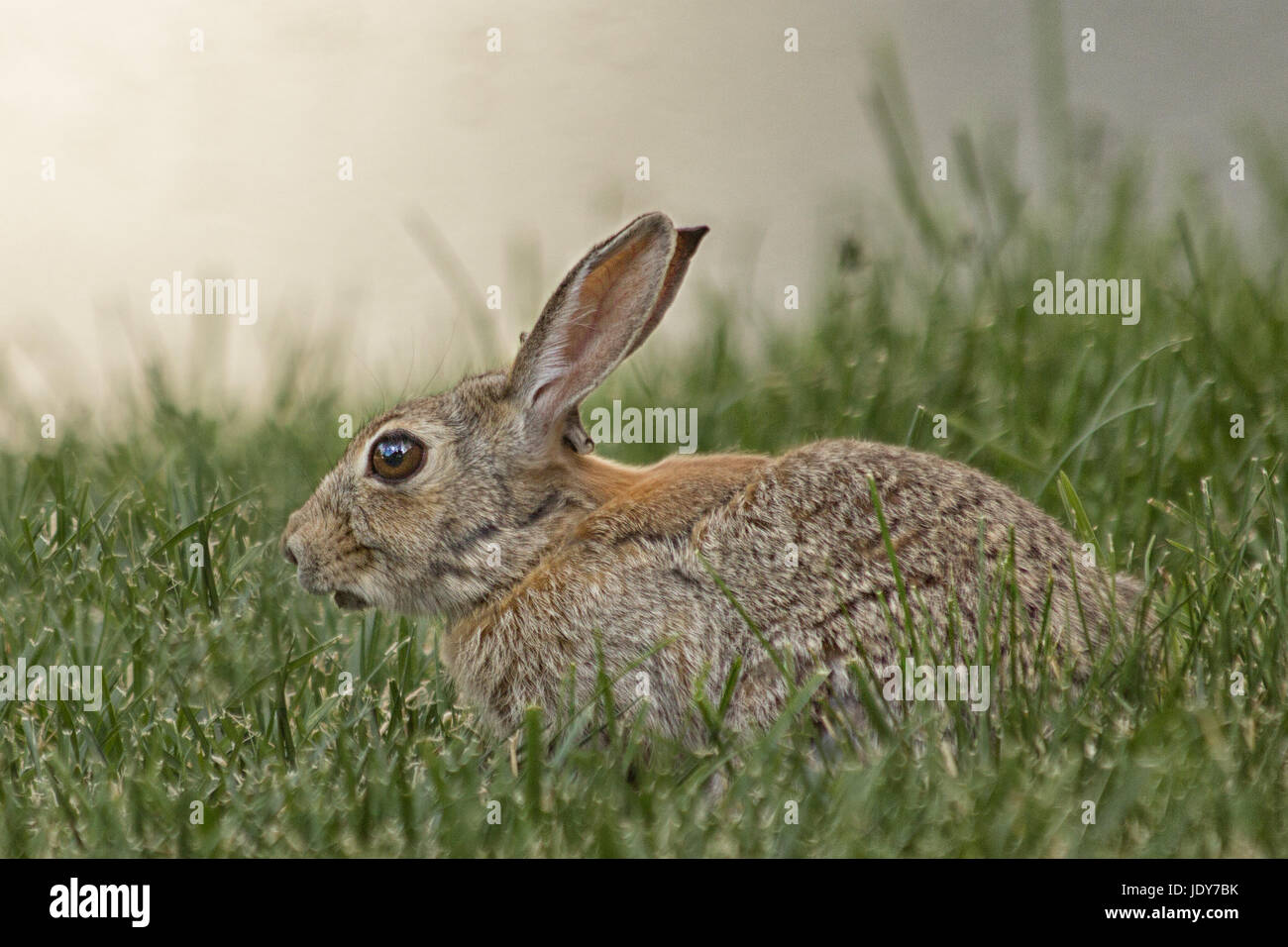 rabbit on the grass Stock Photo - Alamy