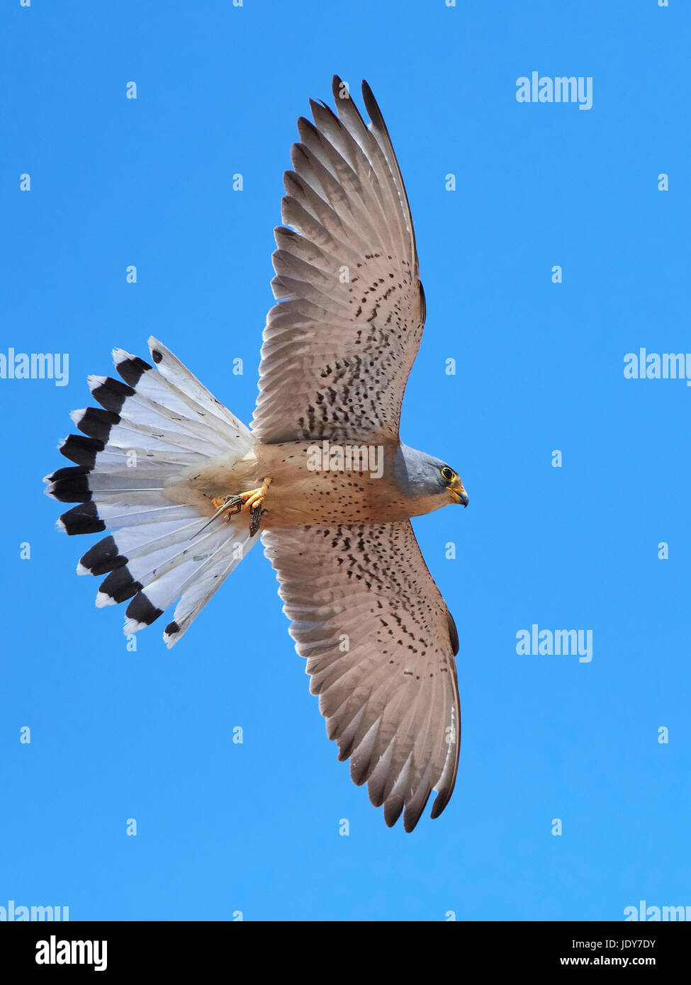 Lesser kestrel in flight with a little lizard in its claws Stock Photo ...