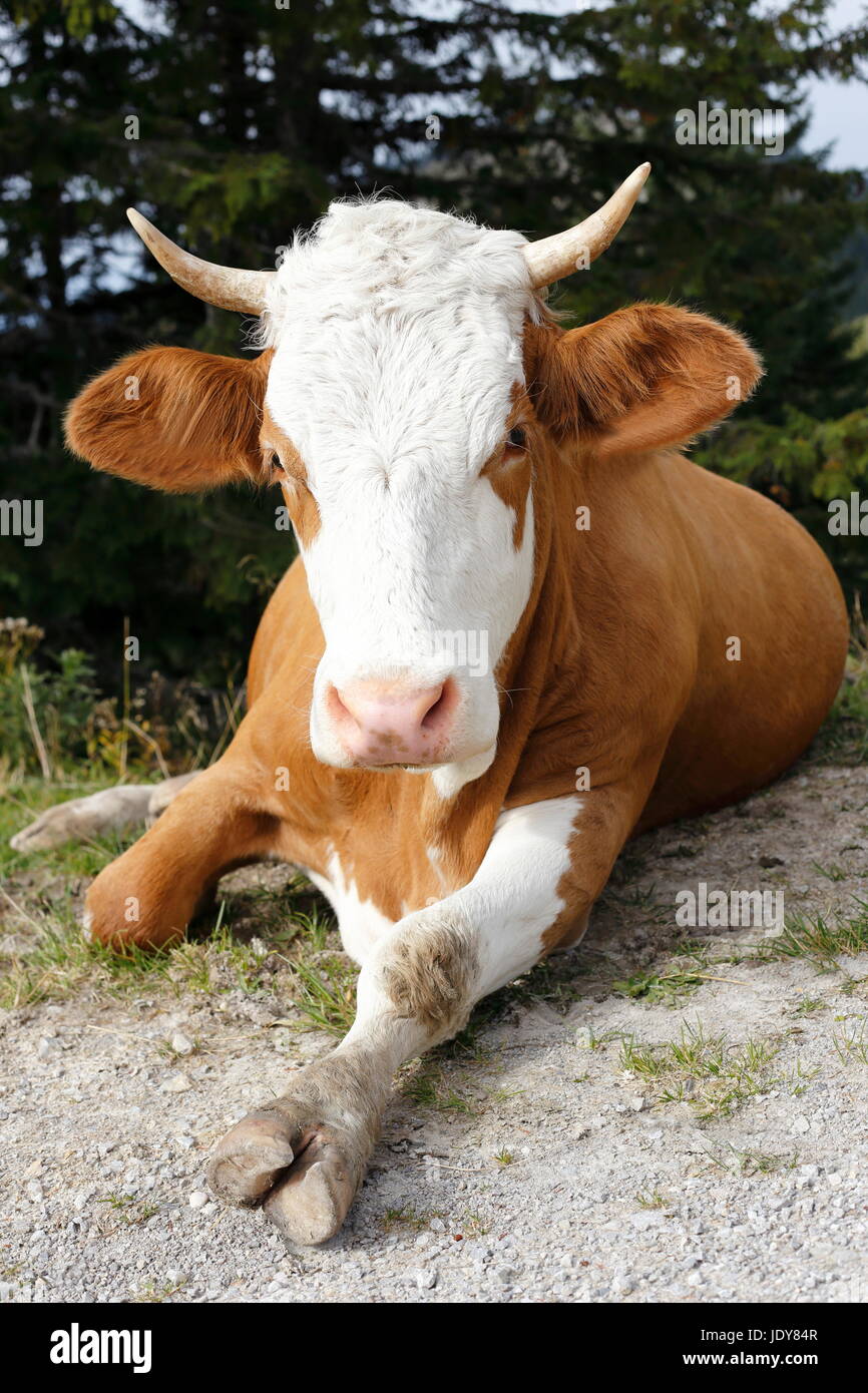 Kuh mit Bein Stock Photo - Alamy
