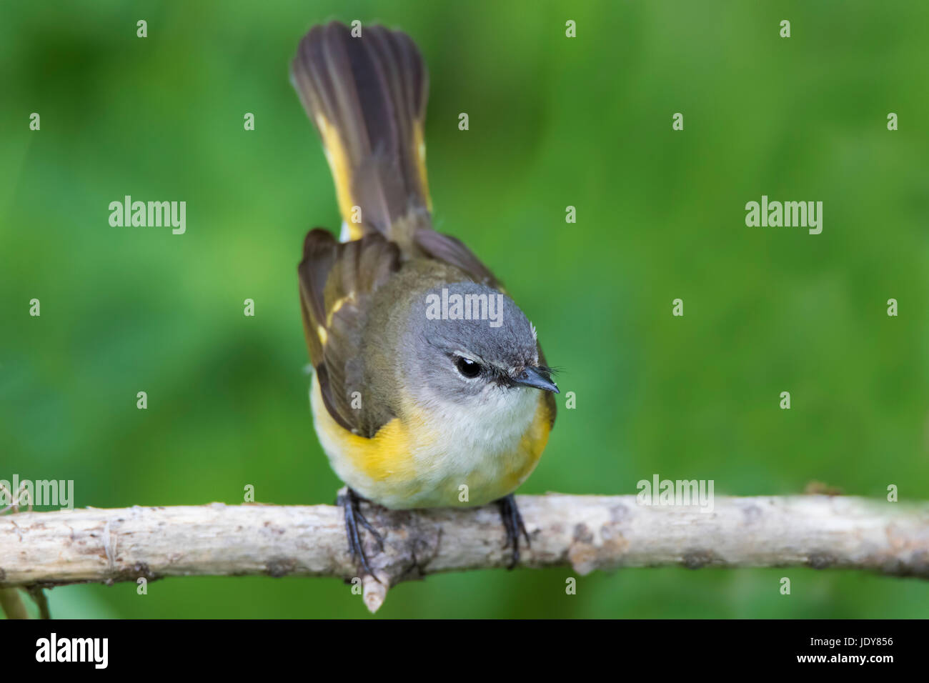 Female American Redstart Stock Photo - Alamy
