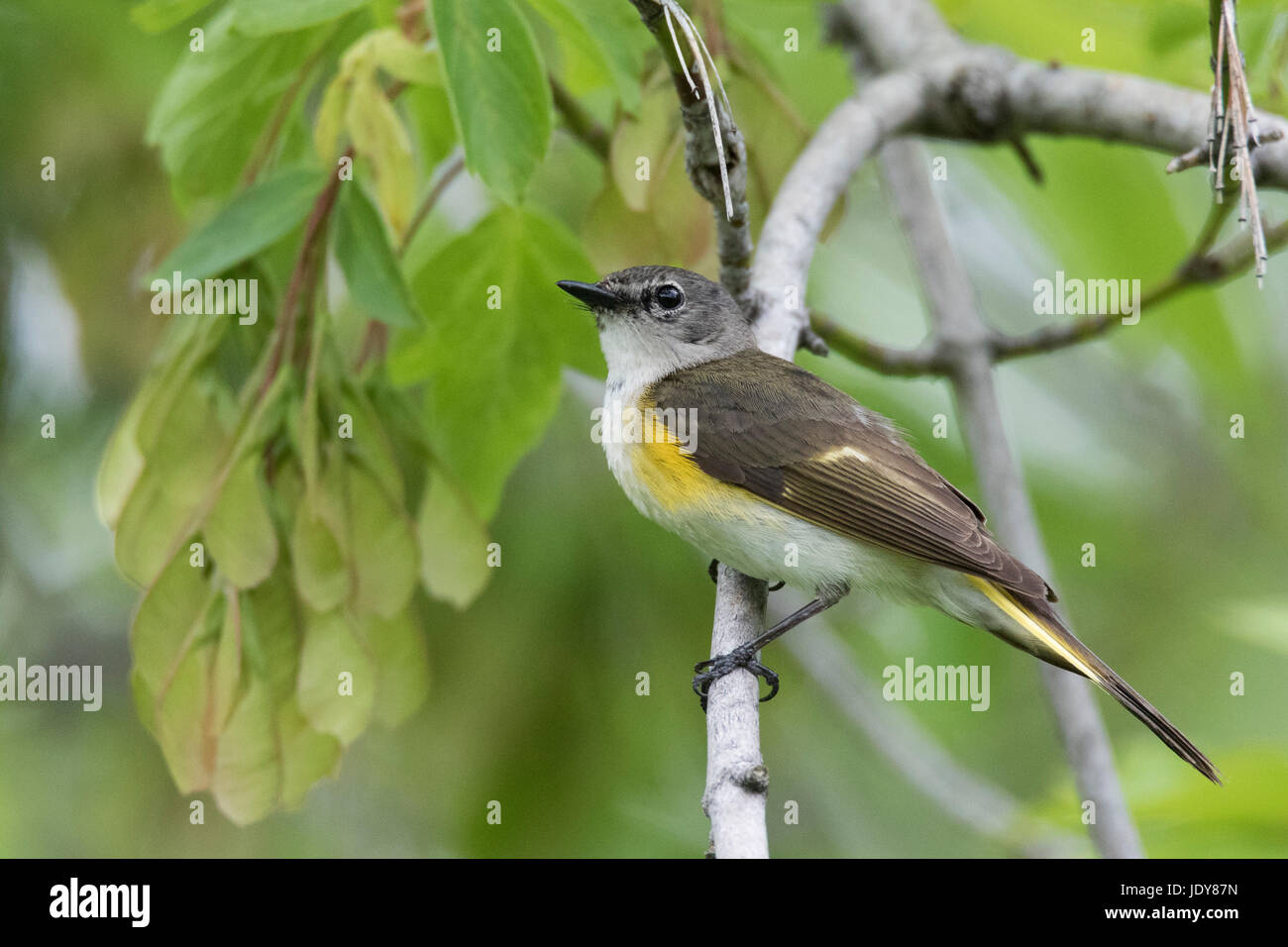 American redstart and singing hi-res stock photography and images - Alamy