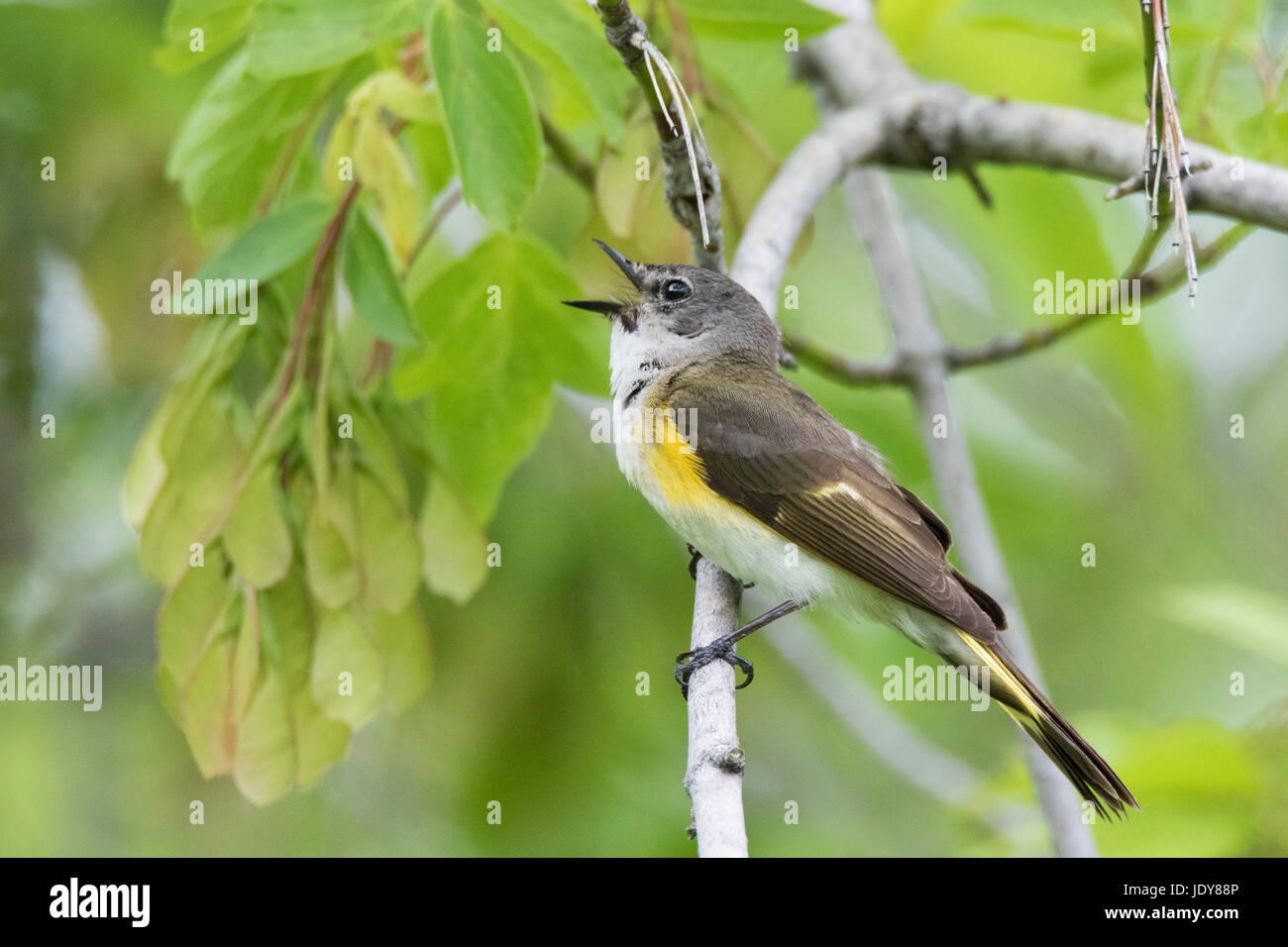 Female American Redstart Stock Photo - Alamy