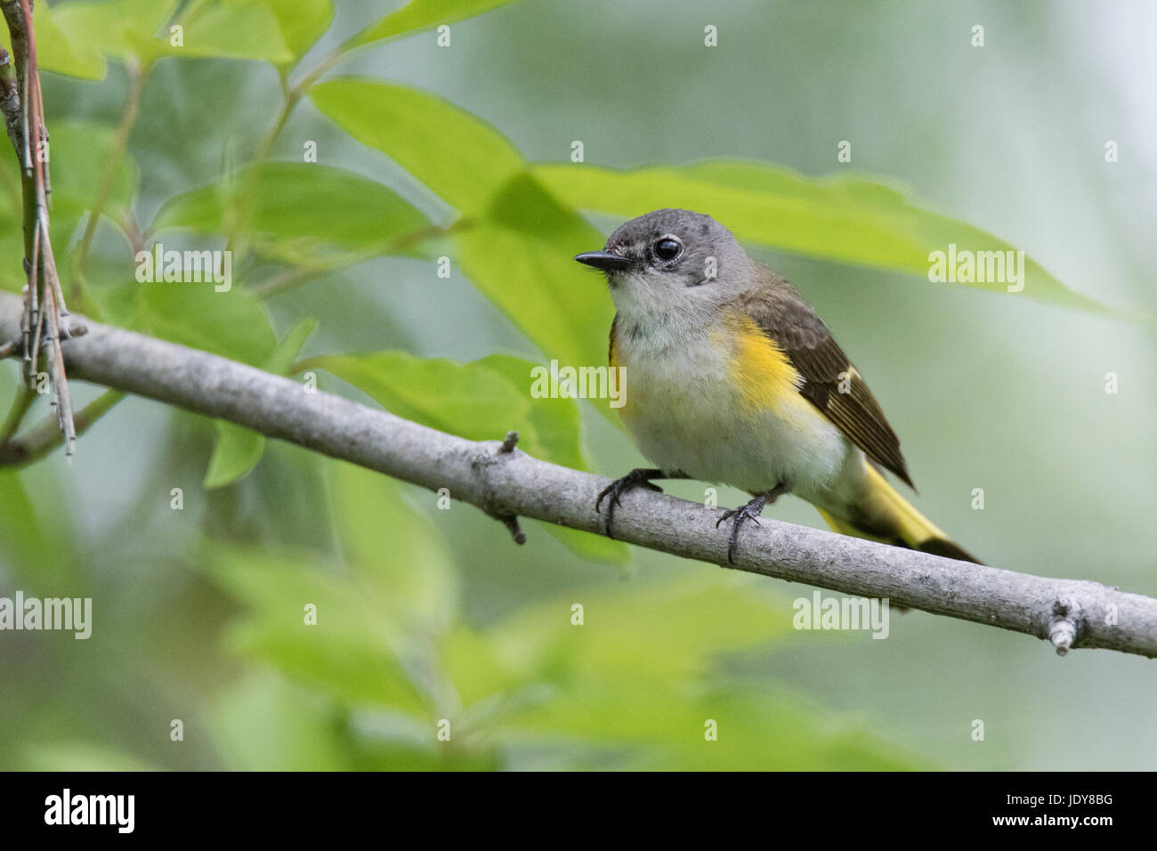 Female American Redstart Stock Photo - Alamy