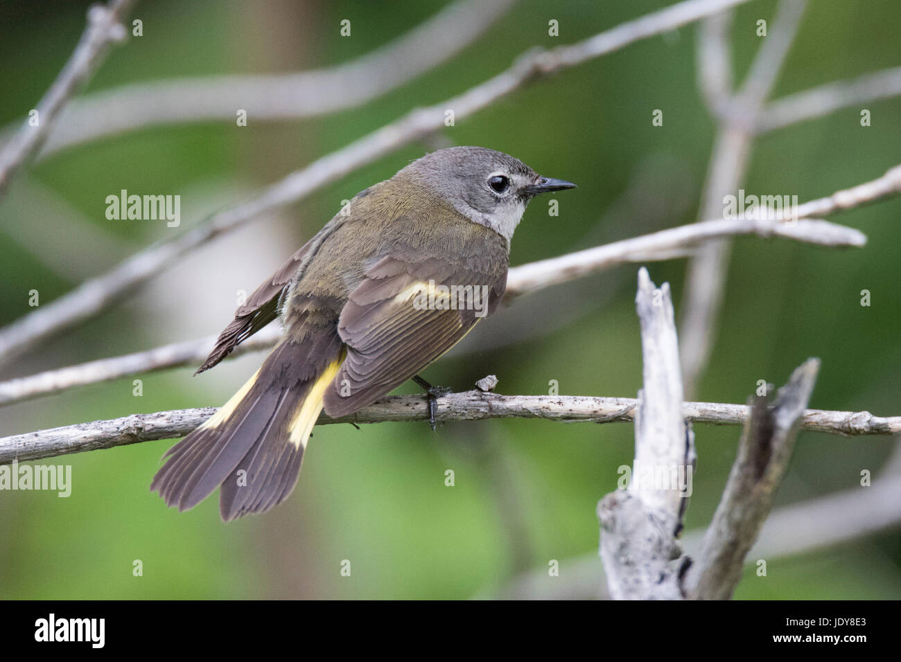 Female American Redstart Stock Photo - Alamy