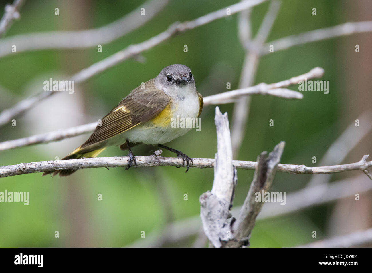 Female American Redstart Stock Photo - Alamy