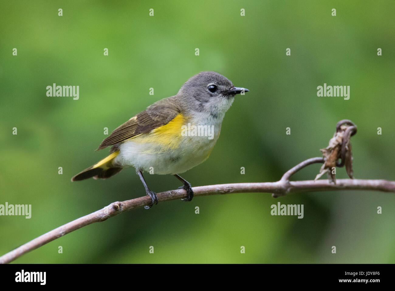 American redstart and singing hi-res stock photography and images - Alamy