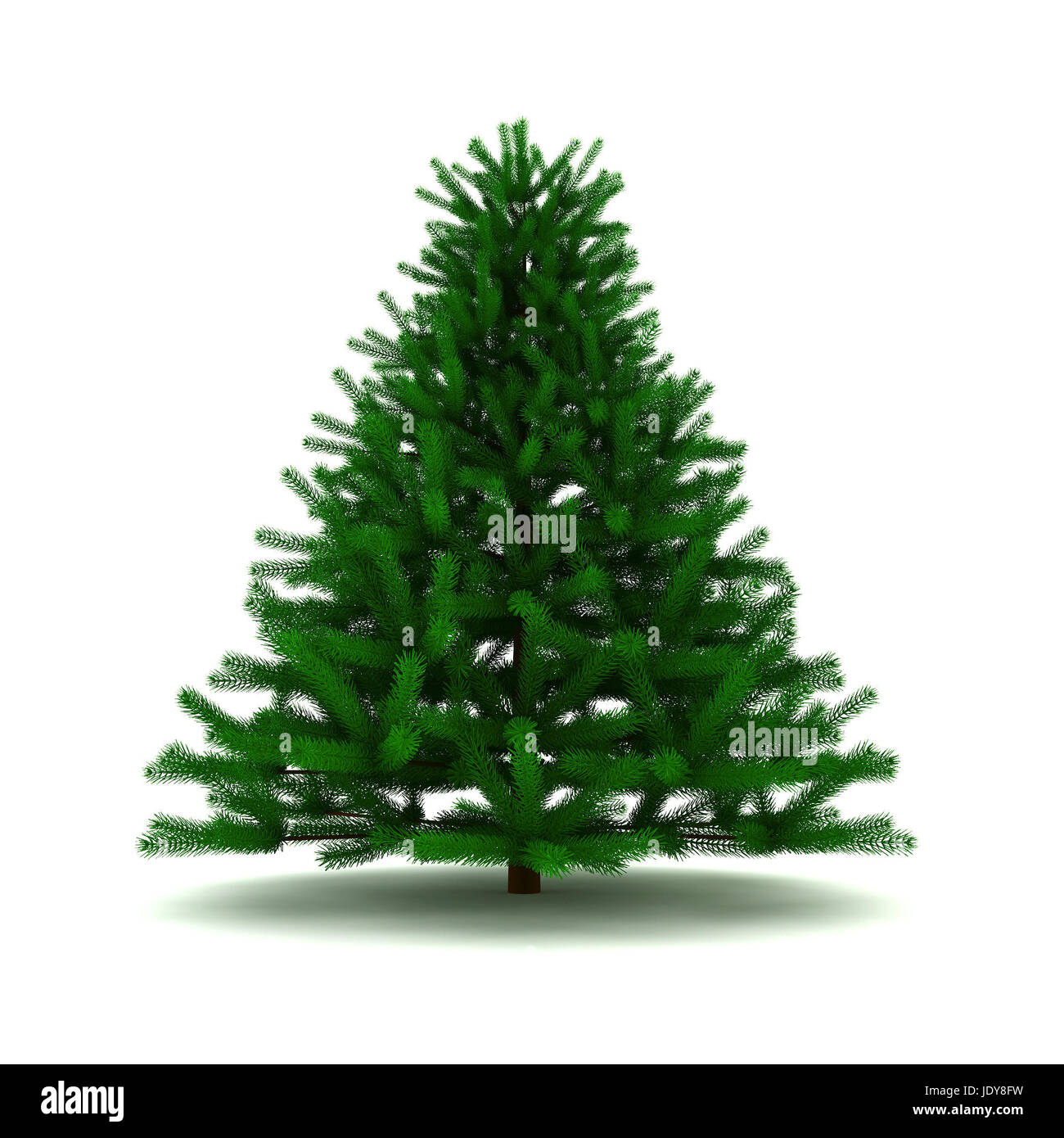 pine tree - 3d render on white Stock Photo - Alamy