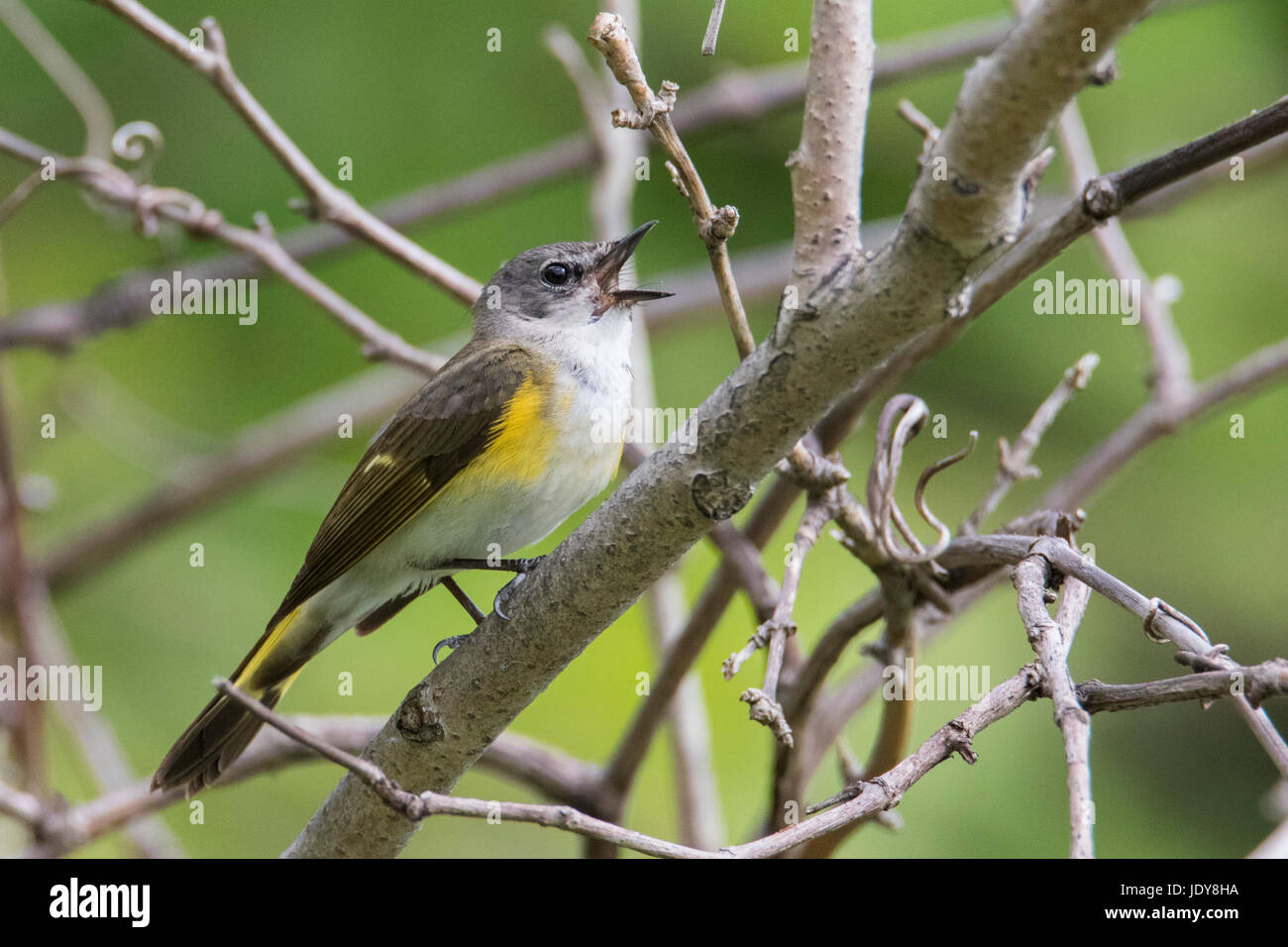Female American Redstart Stock Photo - Alamy