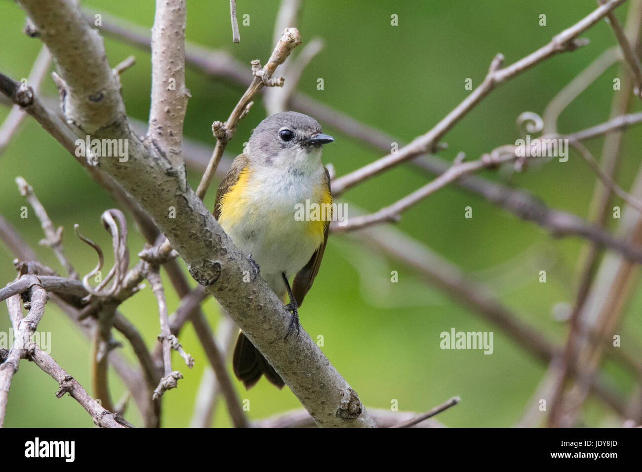 Female American Redstart Stock Photo - Alamy