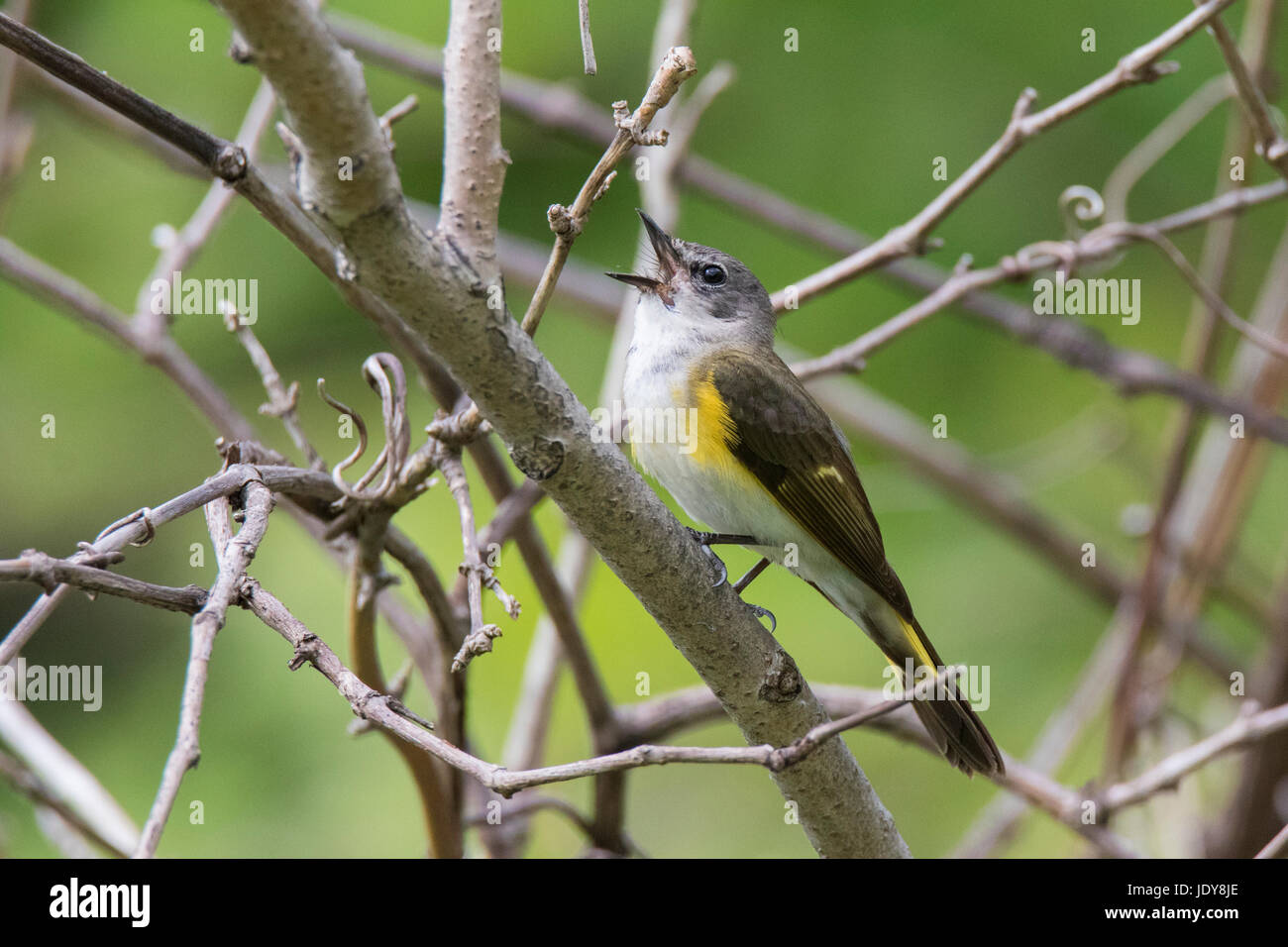 Female American Redstart Stock Photo - Alamy
